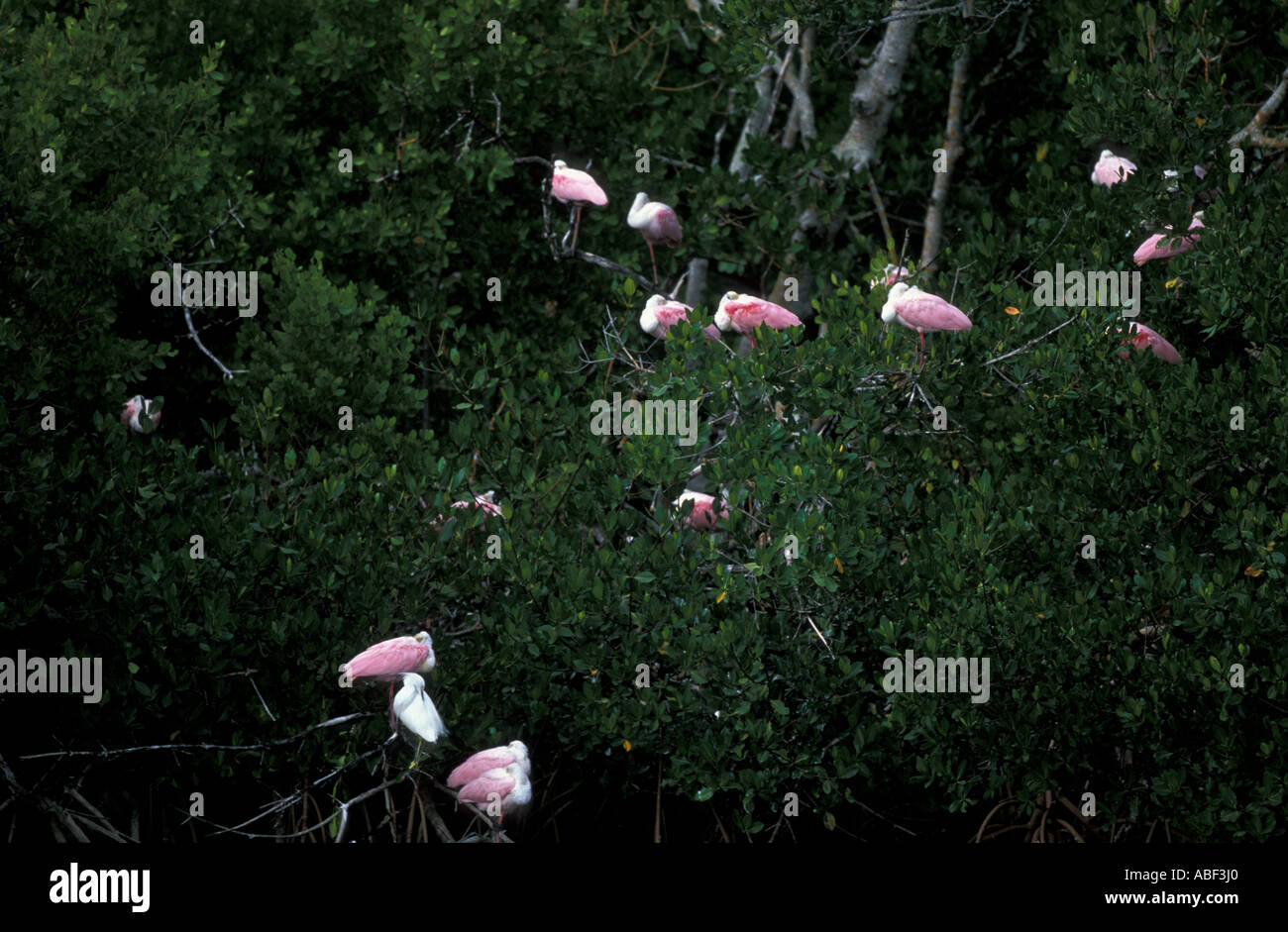 Sanibel FL Roseate spoonbill Ajaia ajaja in a red mangrove swamp at ...