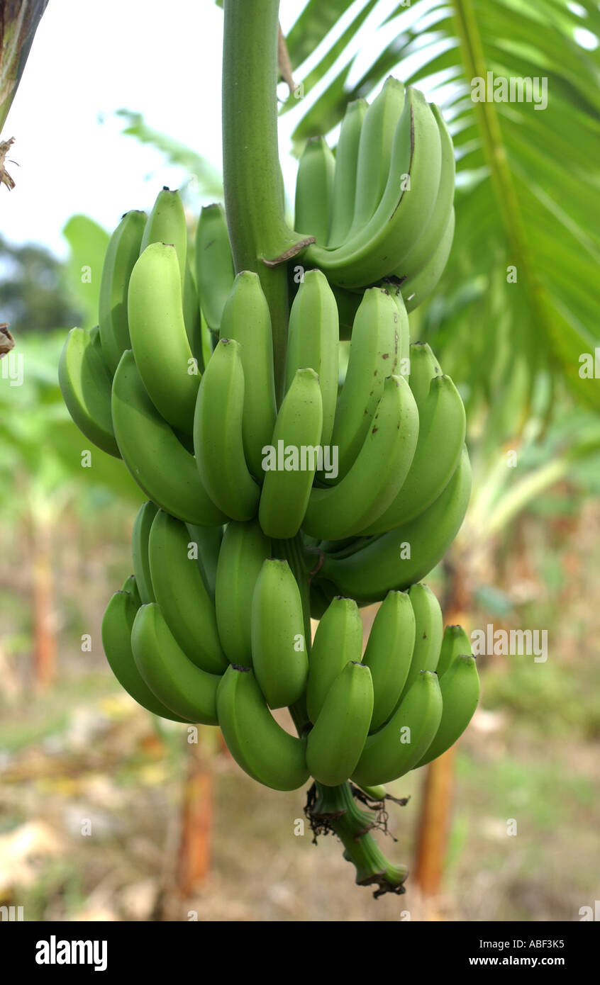 Bunch of Fairtrade bananas on a banana farm in Dominica, Caribbean ...