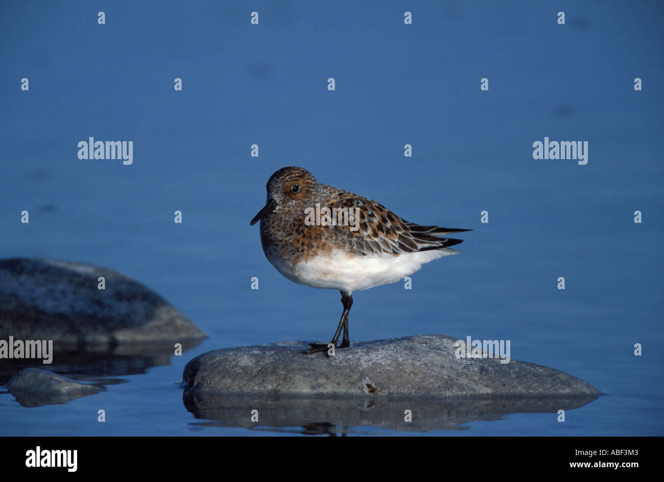 estern Sandpiper Calidris mauri near the causeway to Antelope Island ...
