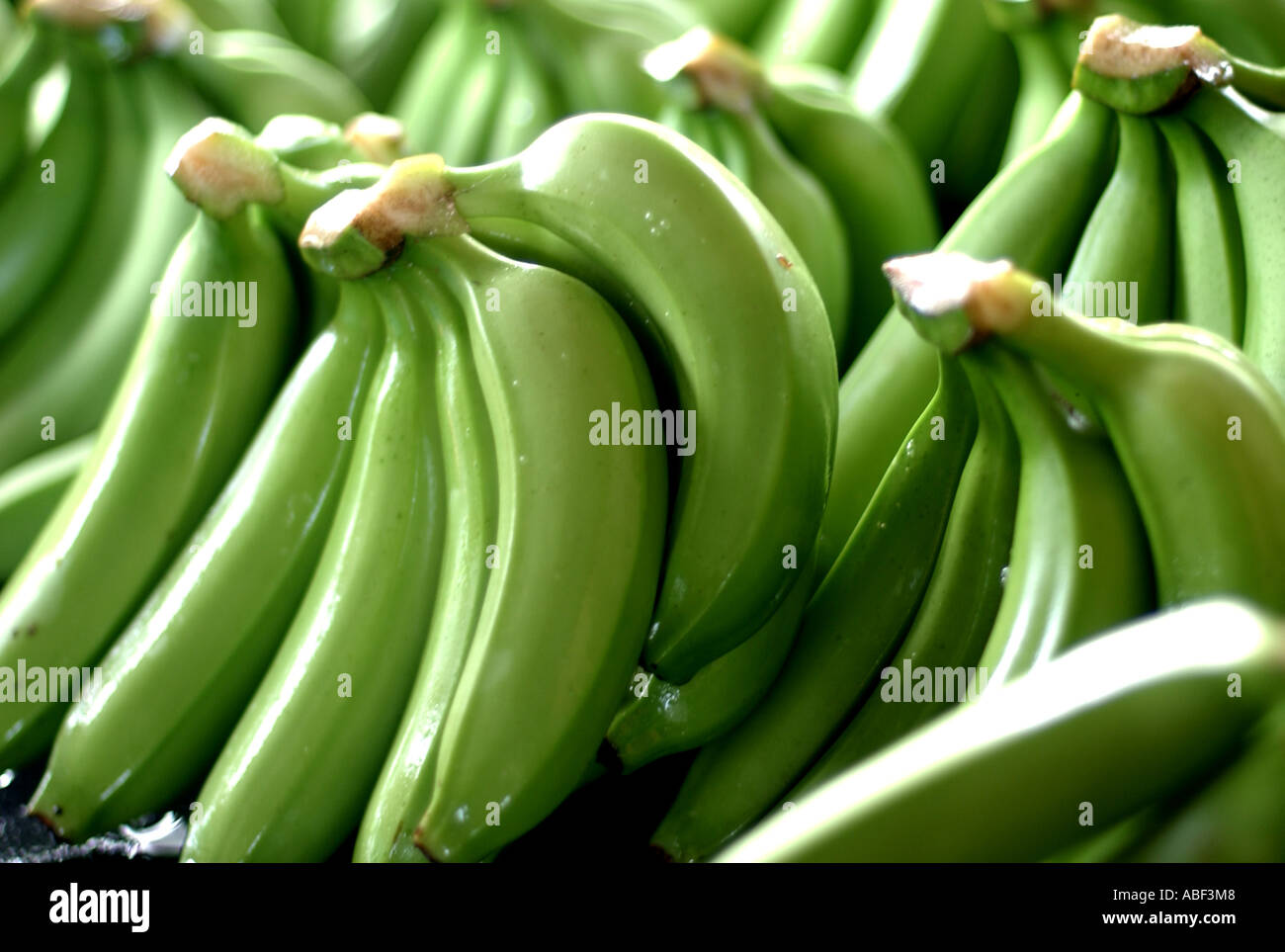 Bunch of Fairtrade bananas on a banana farm in Dominica, Caribbean ...