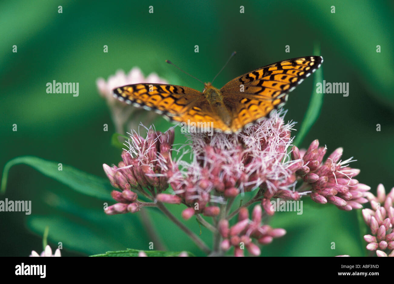A silver bordered fritillary Bolaria selene drinking nectar from Joe ...