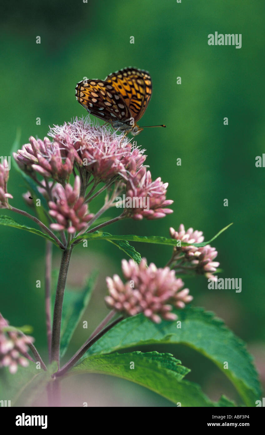 A silver bordered fritillary Bolaria selene drinking nectar from Joe ...
