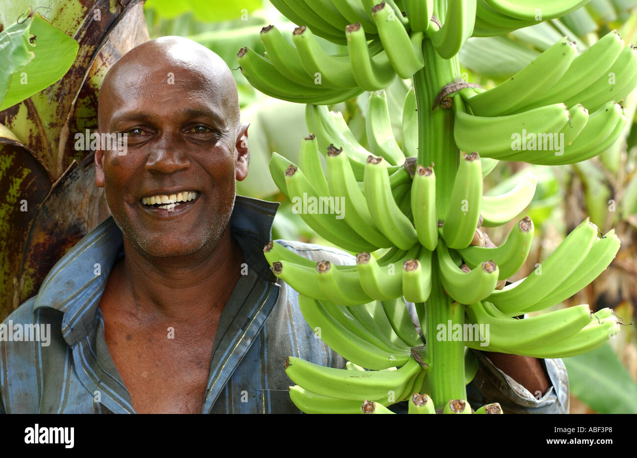 Fairtrade banana farmer, Dominica, Caribbean Stock Photo - Alamy