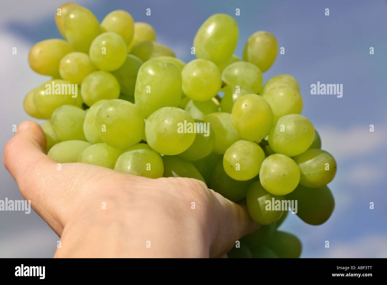 freshly picked grapes Stock Photo - Alamy