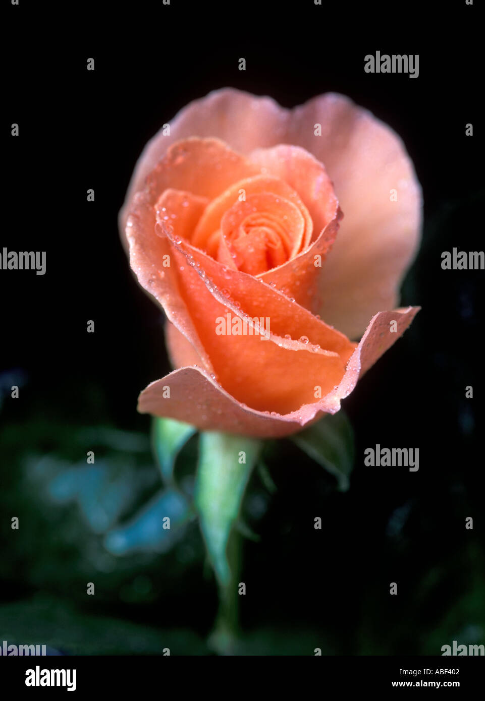 sunset boulevard rose Stock Photo - Alamy