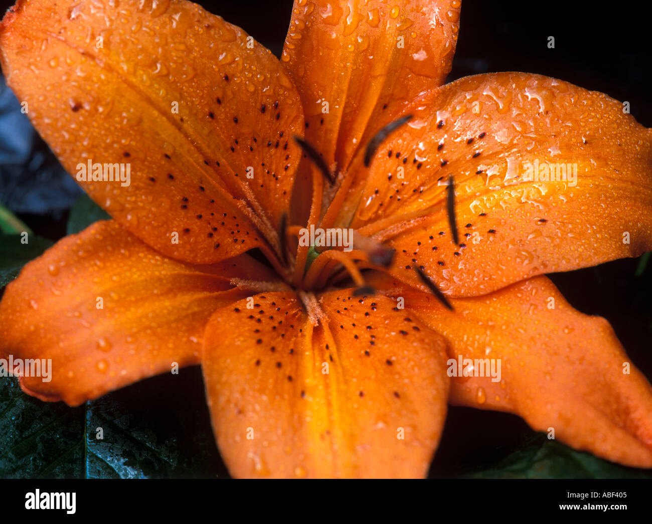 Pixie lilies hi-res stock photography and images - Alamy