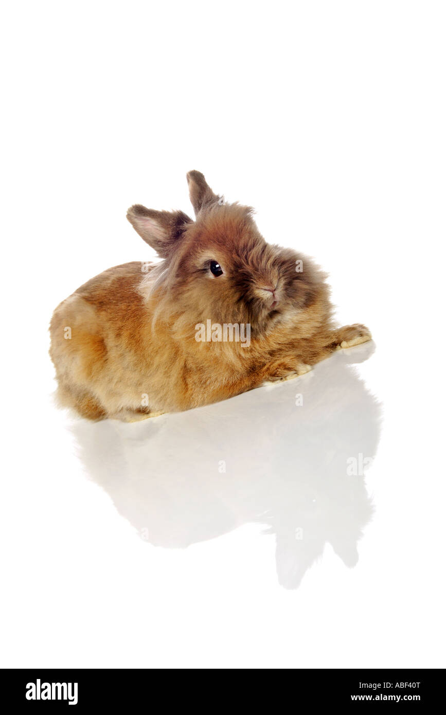 Fluffy lionhead pet rabbit Cut Out Stock Images & Pictures - Alamy