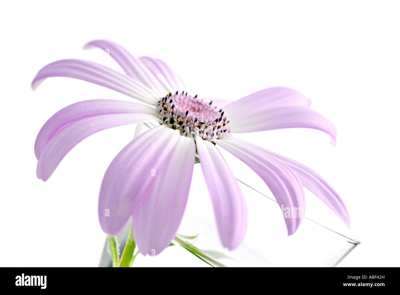 Senecio senetti hi-res stock photography and images - Alamy