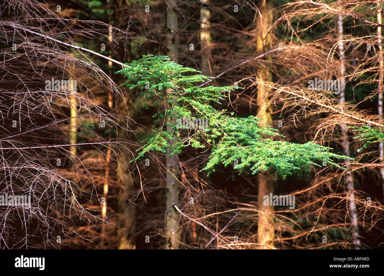 Hemlock plantation growth Stock Photo - Alamy