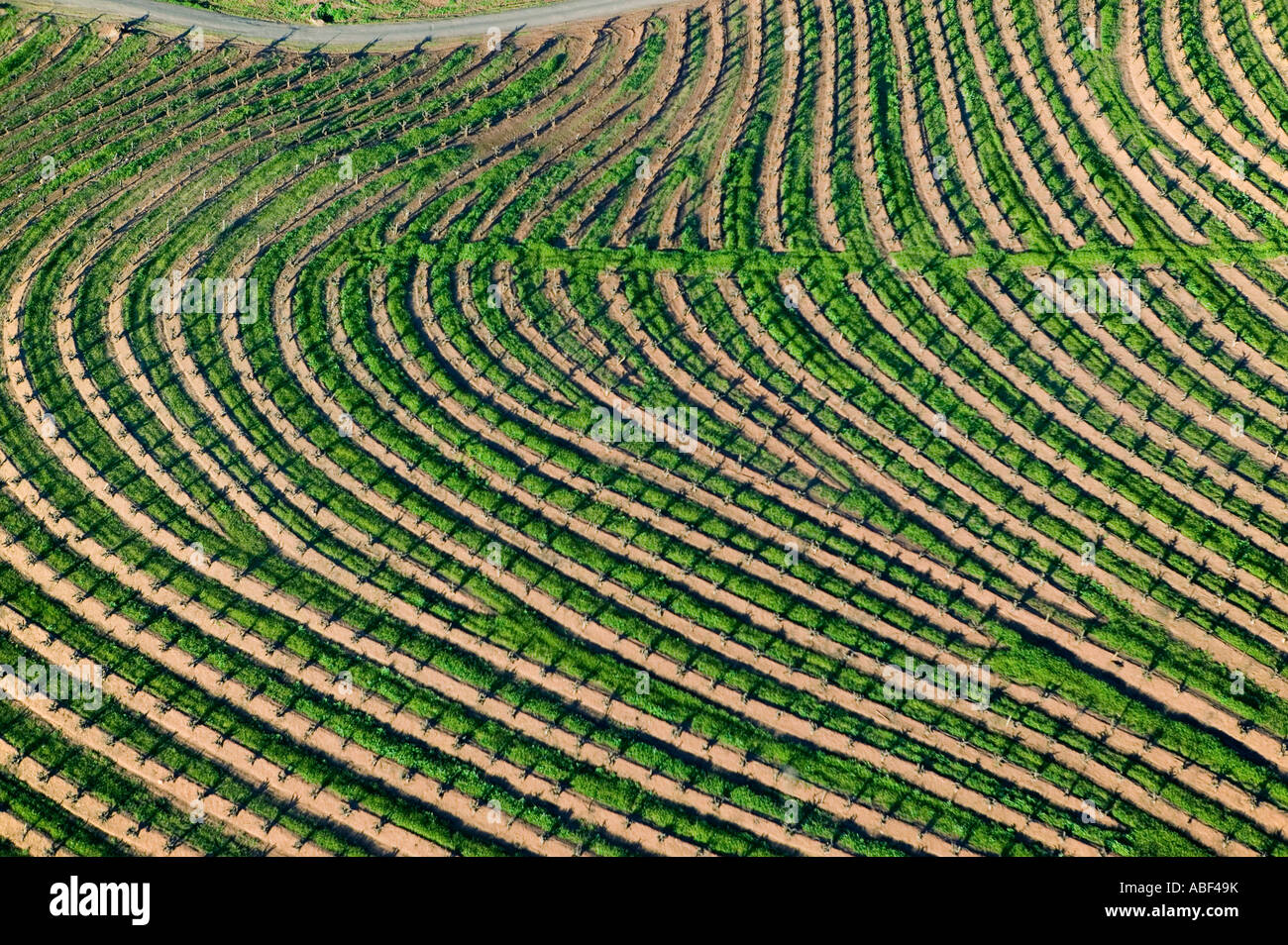 aerial view above vineyard rows northern California wine country Stock ...