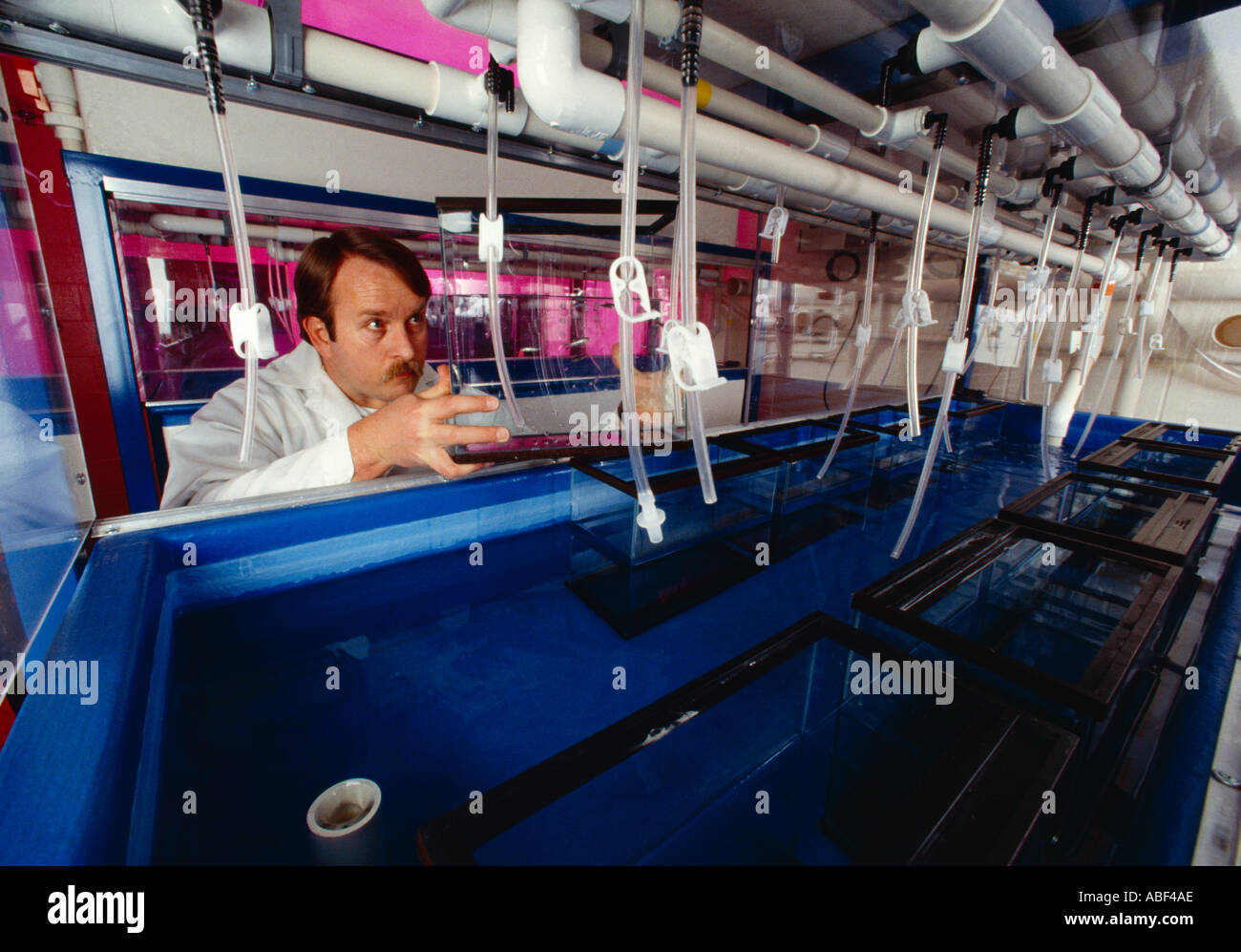 Fish fingerling hi-res stock photography and images - Alamy