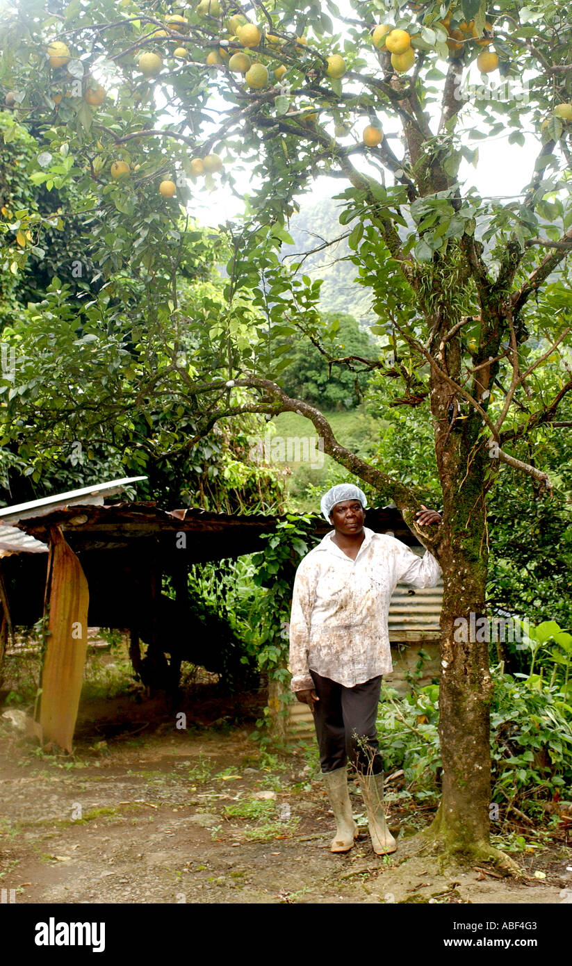 Maria Porter, fairtrade banana farmer Stock Photo - Alamy