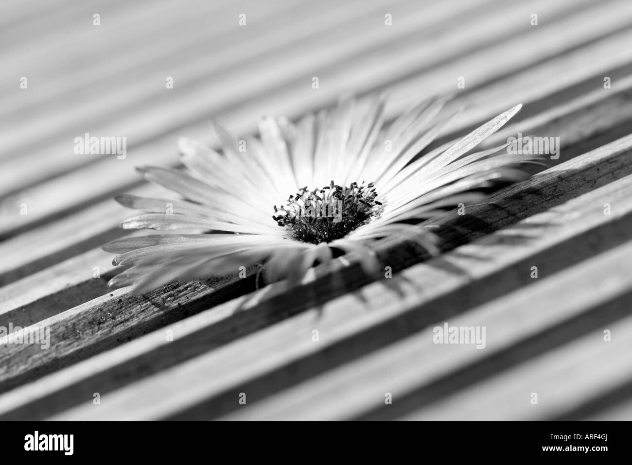 Grow through Black and White Stock Photos & Images - Alamy