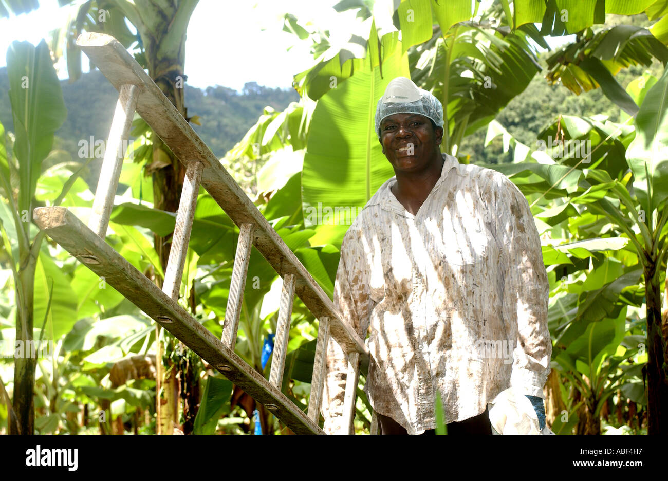 Maria Porter picking bananas Stock Photo - Alamy