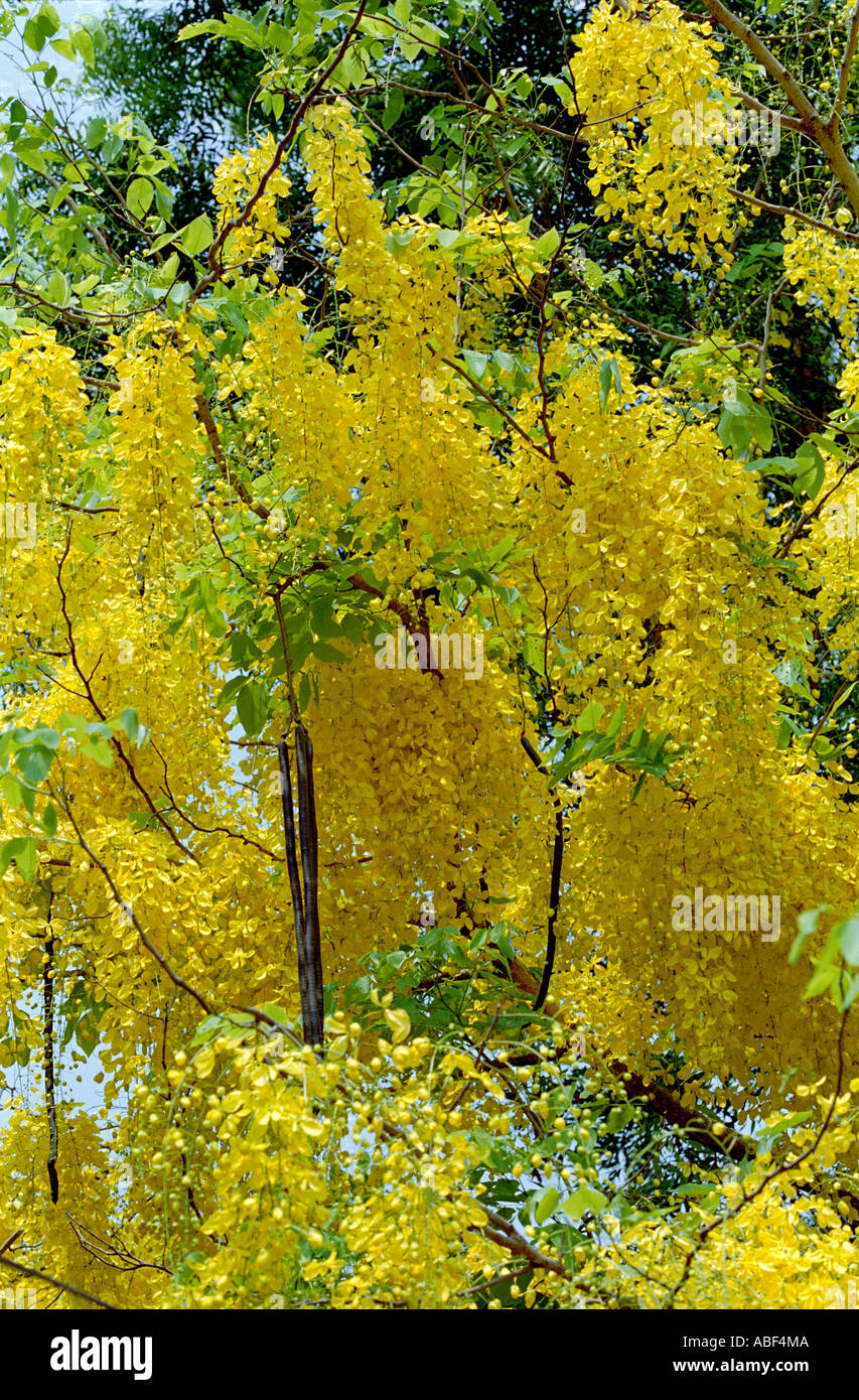 Golden Shower Tree Cassia fistula the official tree of Kerala in full bloom Stock Photo - Alamy