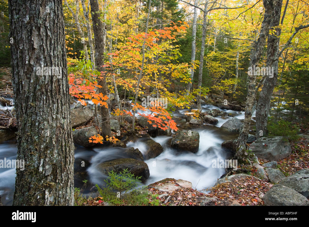 Maples maine hi-res stock photography and images - Alamy