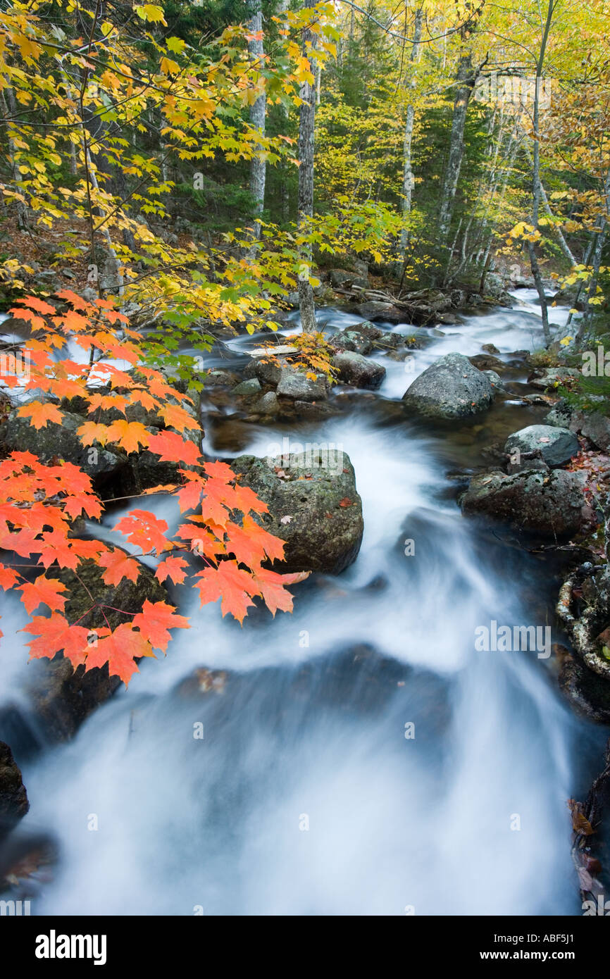 Jordan Stream in fall in Maine s Acadia National Park Sugar maple trees ...