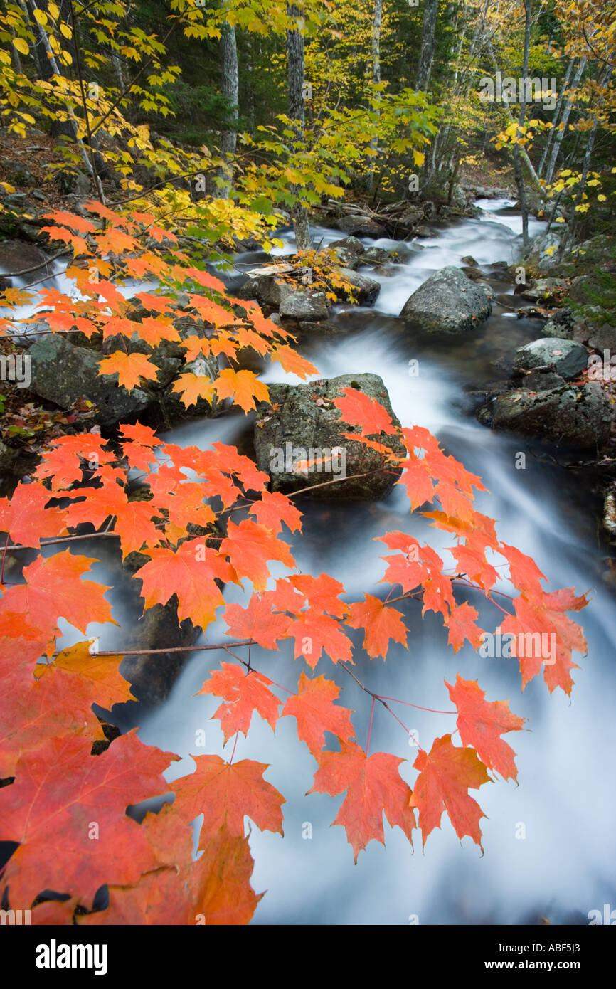 Jordan Stream in fall in Maine s Acadia National Park Sugar maple trees ...