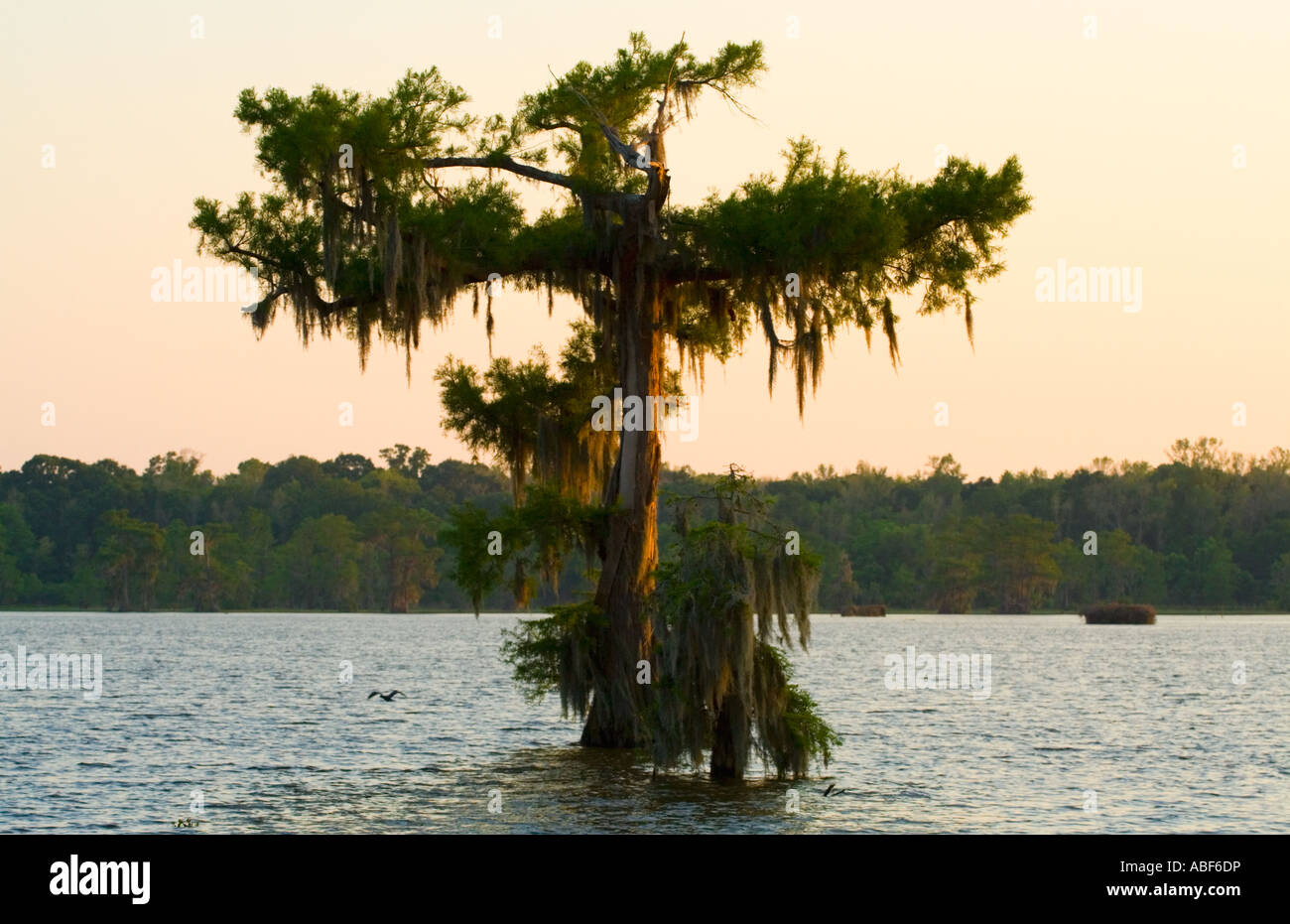 Cypress tree in Lake Martin Stock Photo - Alamy