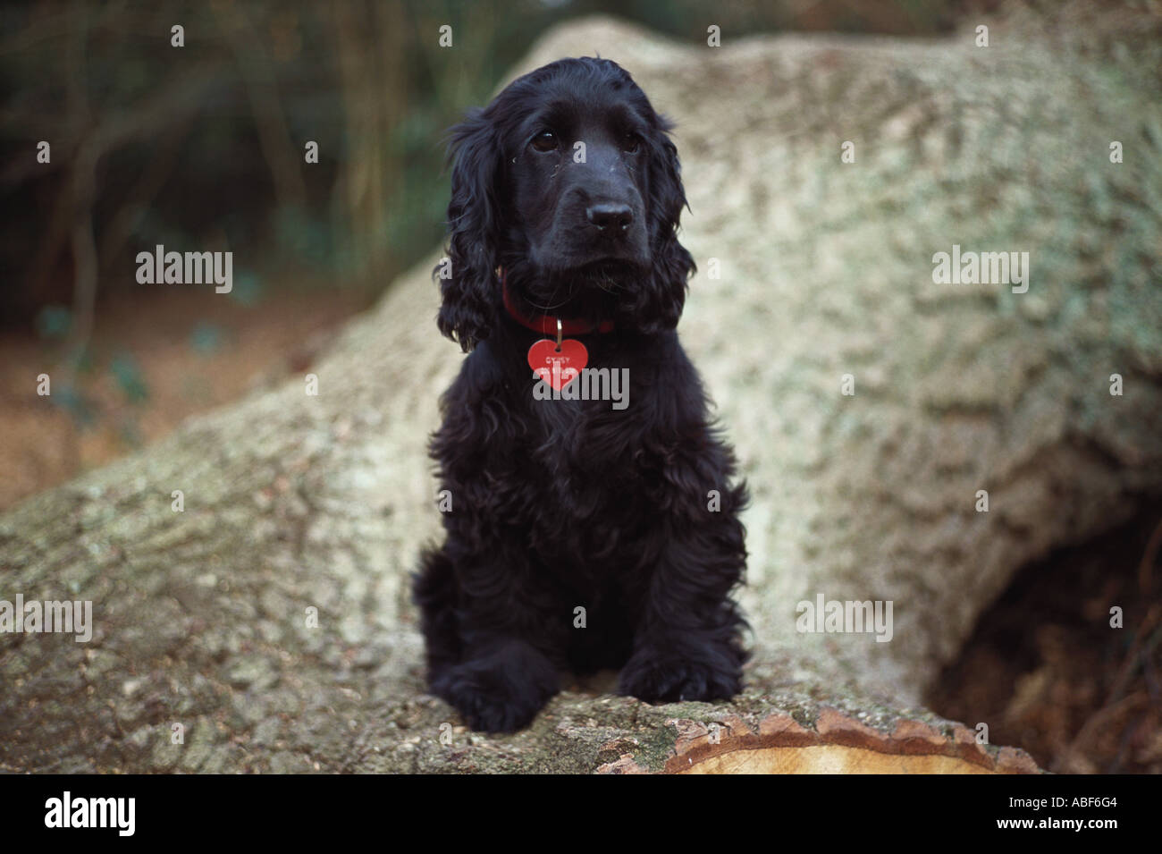 Black cocker spaniel hi-res stock photography and images - Alamy