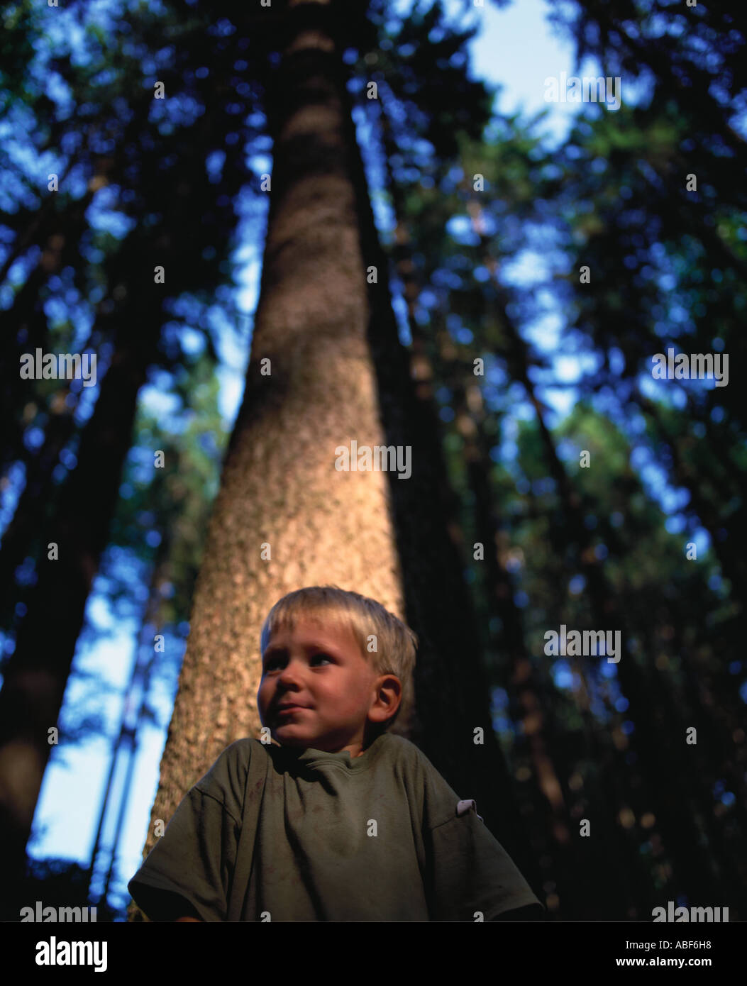 Four year old boy lost in the woods at foot of pine tree in forest ...