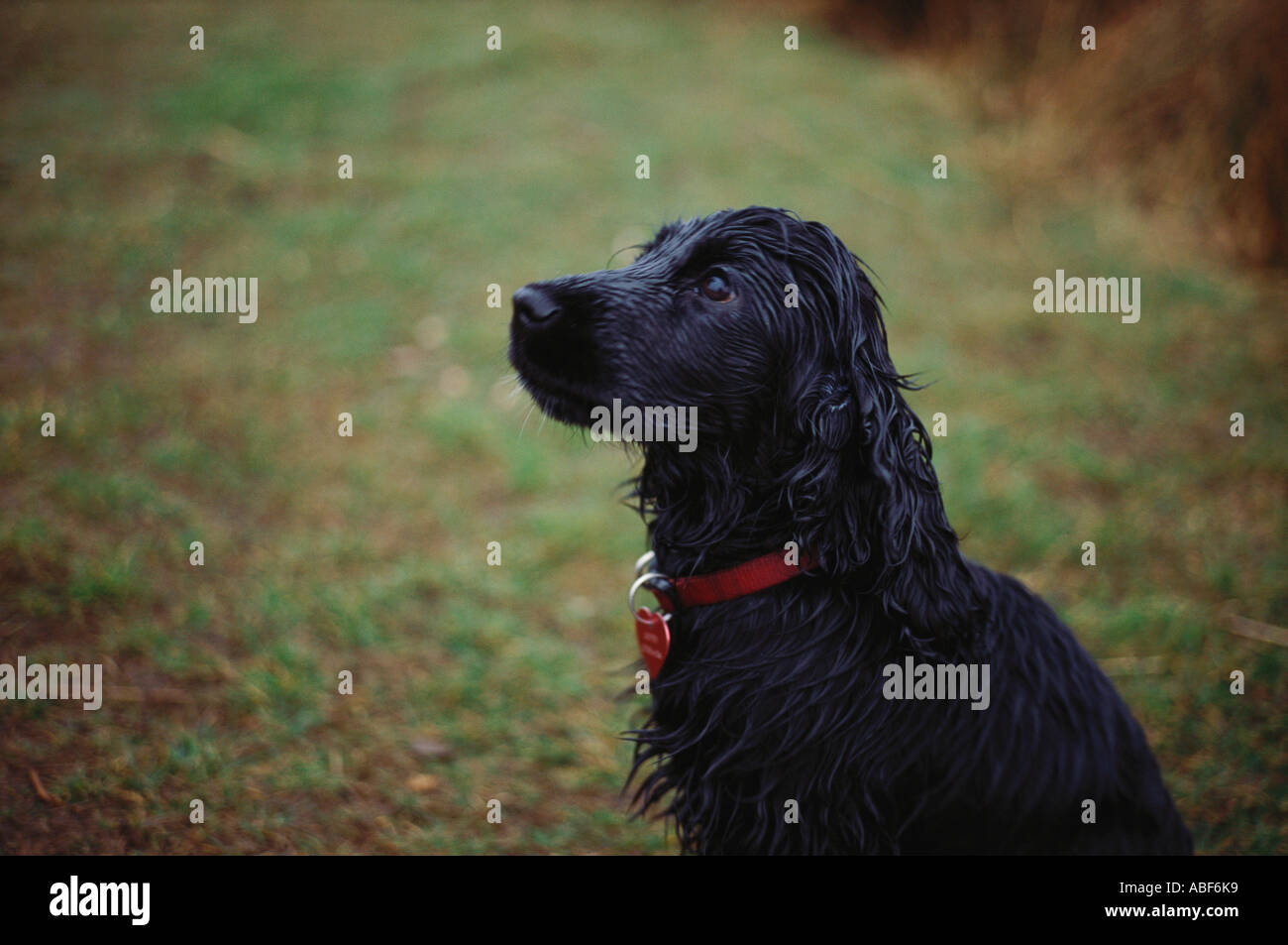 English cocker spaniel puppy uk hi-res stock photography and images - Alamy