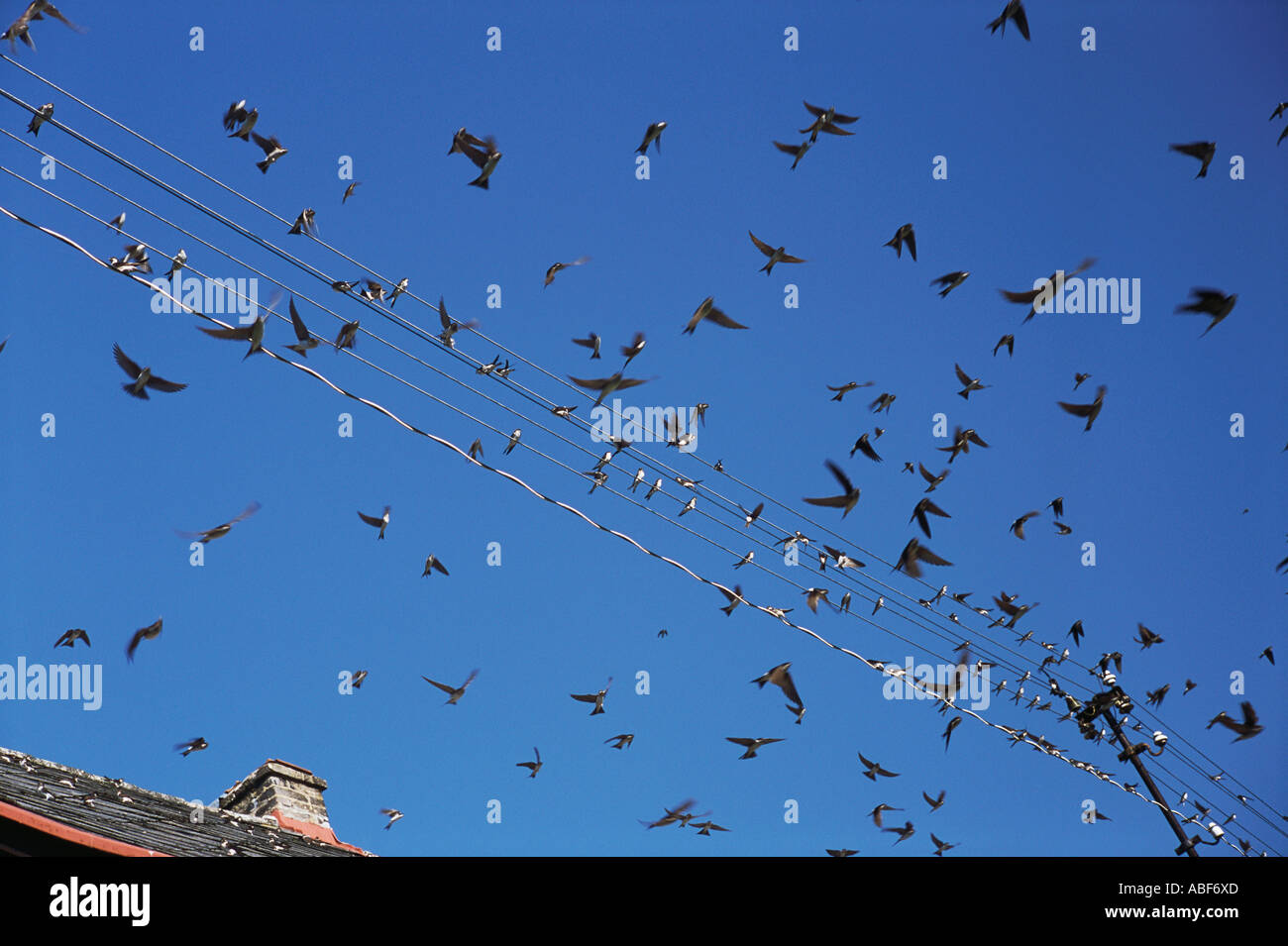 Flock house martins hi-res stock photography and images - Alamy