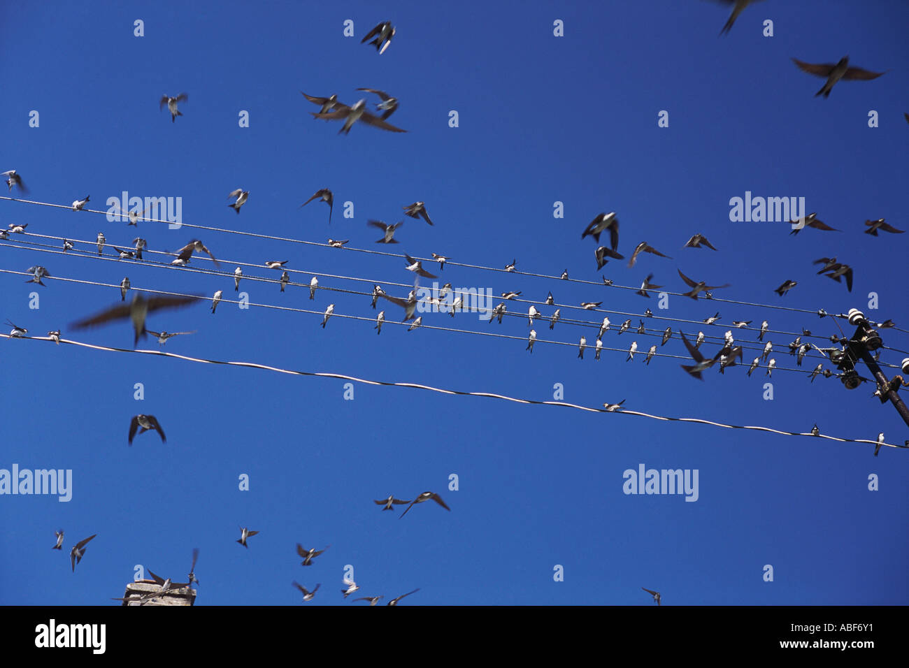 Flock house martins hi-res stock photography and images - Alamy