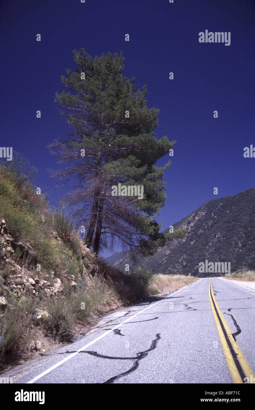 LA Tree on Canyon Highway Stock Photo - Alamy