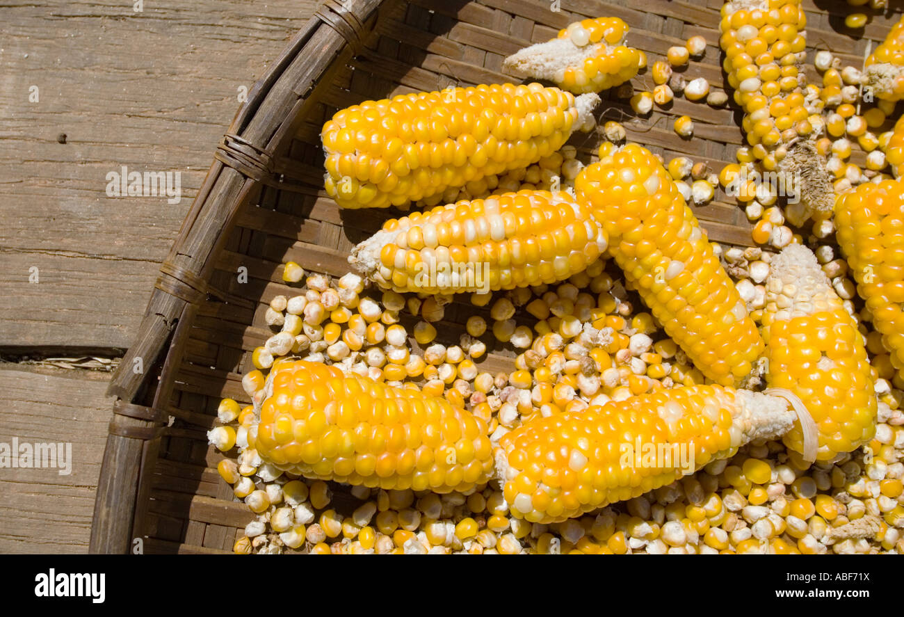Just harvested corn dries in sun Qingkou Village Yuanyan County Yunnan ...