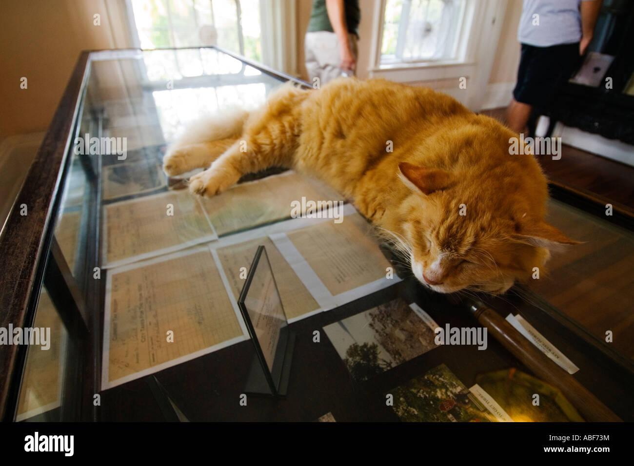 Cat naps on display case at Hemingway House and Museum Key West ...