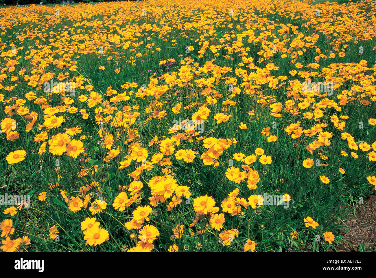 crowded by Plants Stock Photo - Alamy