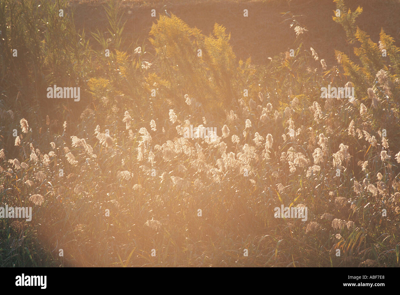 crowded by Plants Stock Photo - Alamy