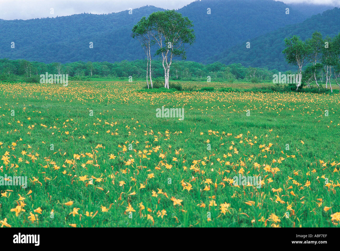 crowded by Plants Stock Photo - Alamy