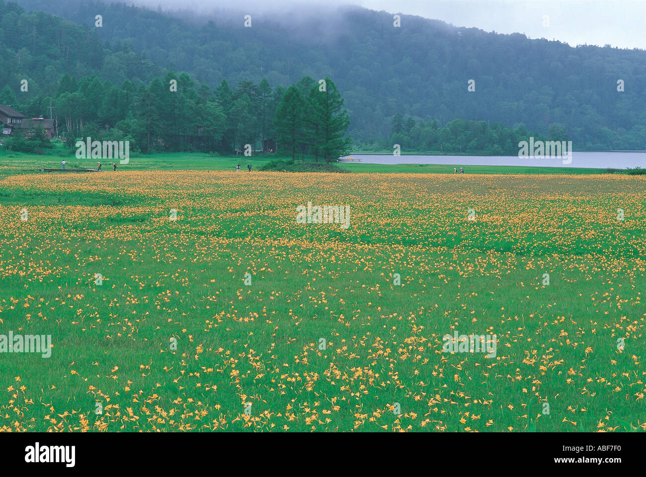 crowded by Plants Stock Photo - Alamy
