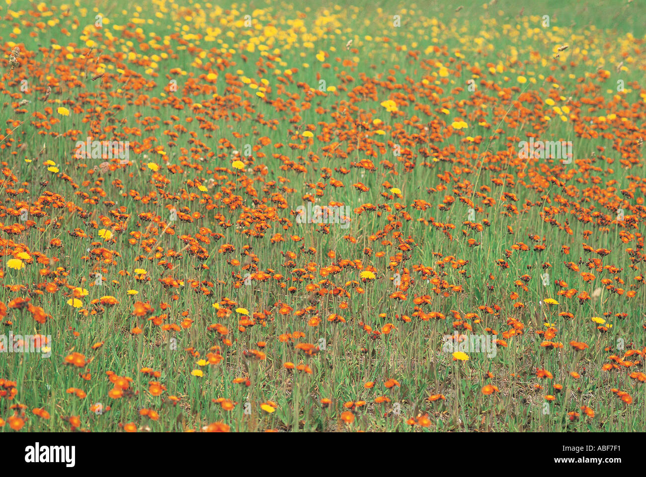 crowded by Plants Stock Photo - Alamy