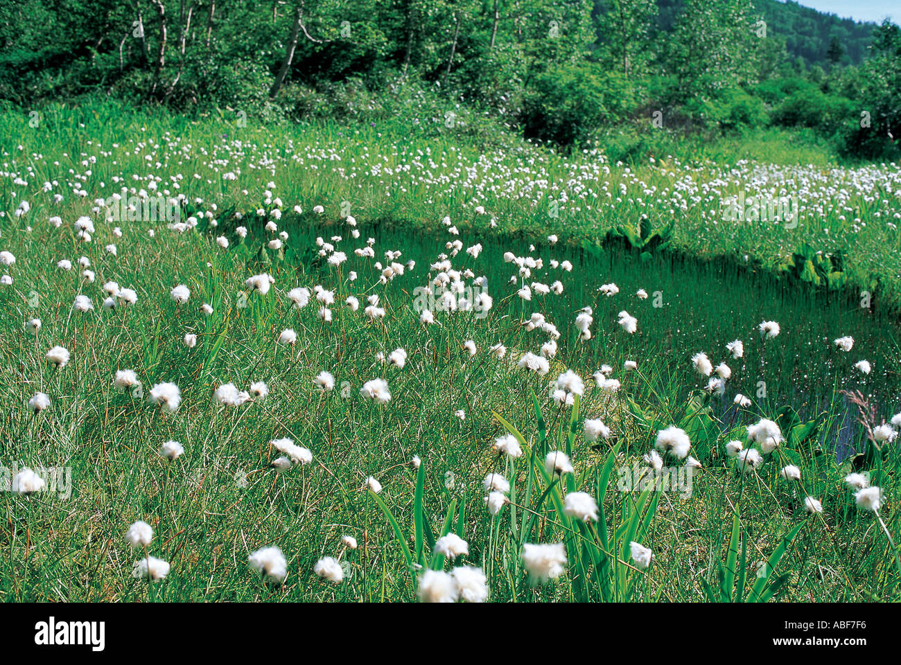 crowded by Plants Stock Photo - Alamy