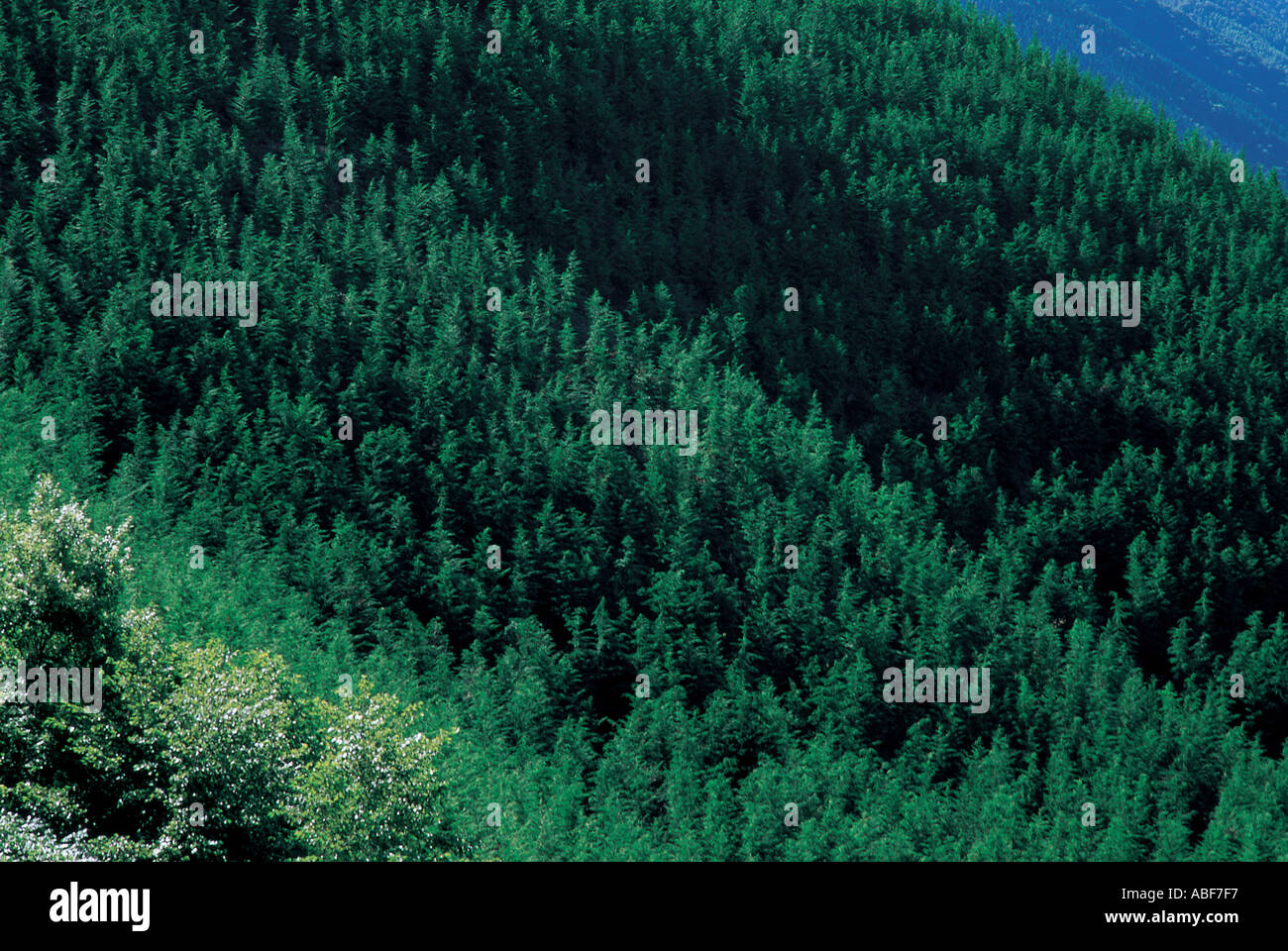 crowded by Plants Stock Photo - Alamy