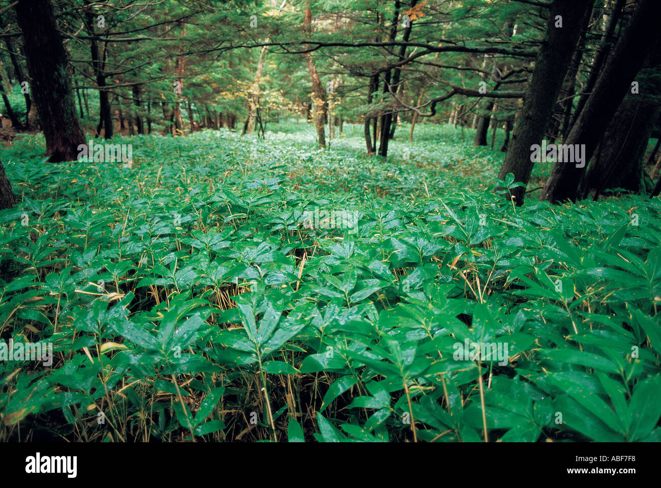 crowded by Plants Stock Photo - Alamy