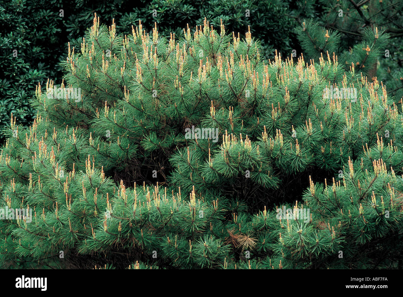 crowded by Plants Stock Photo - Alamy