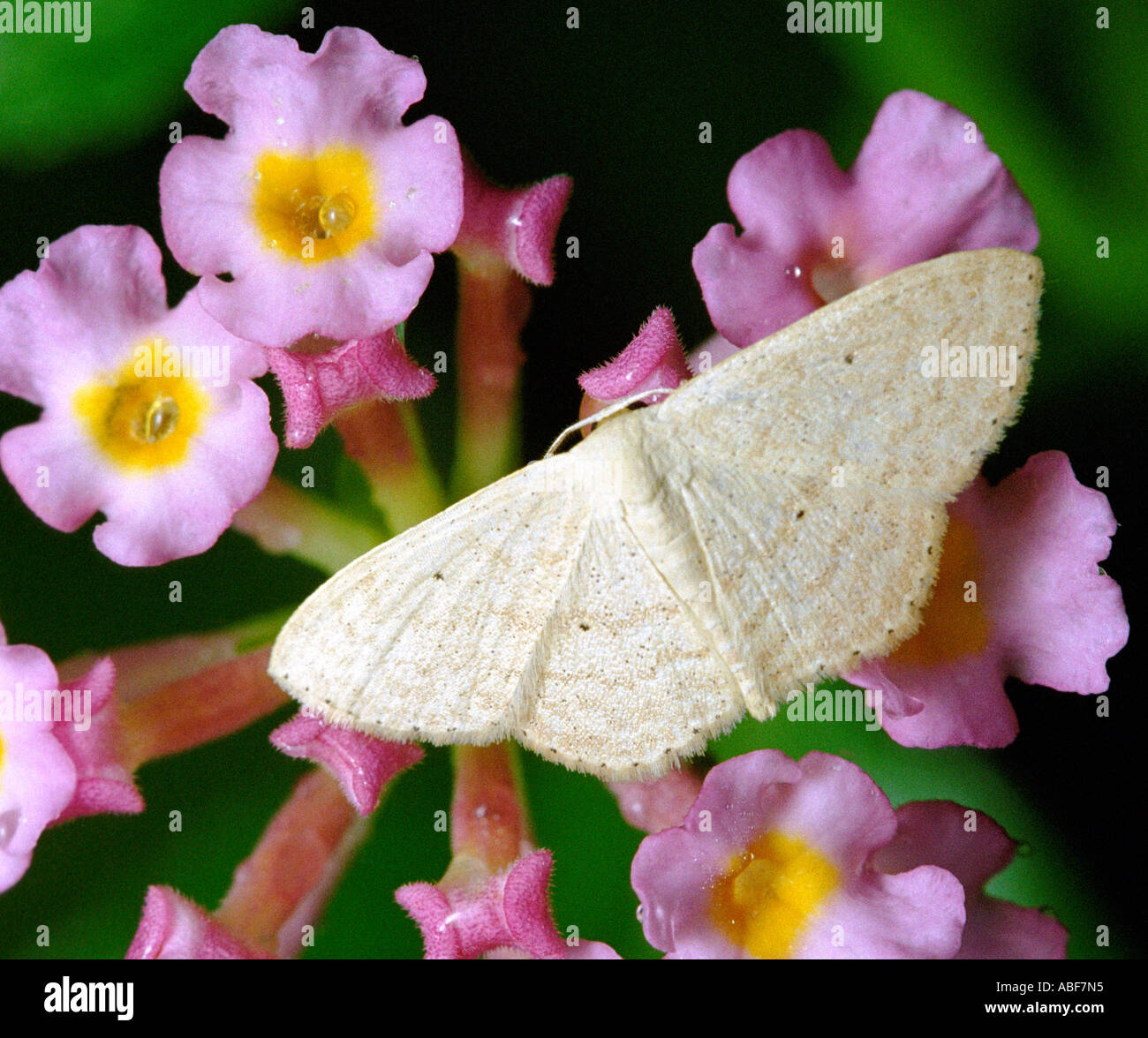 Kerala insect flower hi-res stock photography and images - Alamy