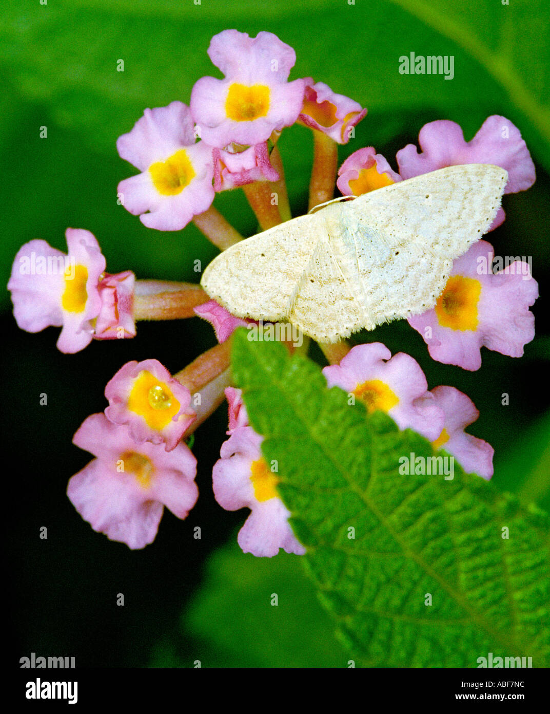 Moth rests hi-res stock photography and images - Alamy