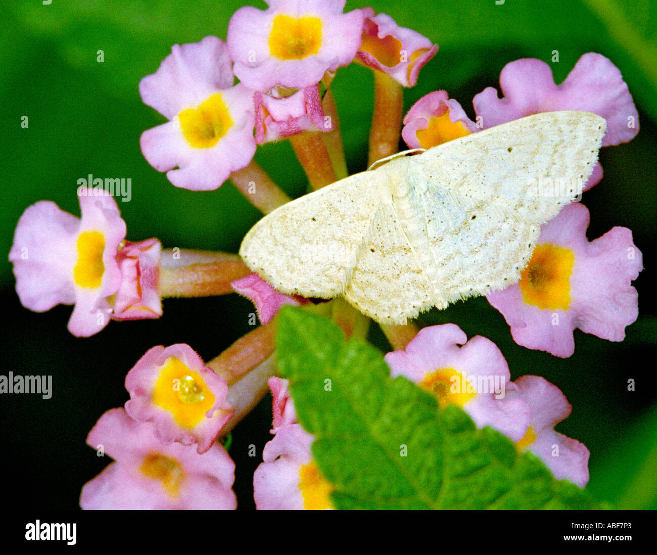 Kerala Insect Flower High Resolution Stock Photography and Images - Alamy