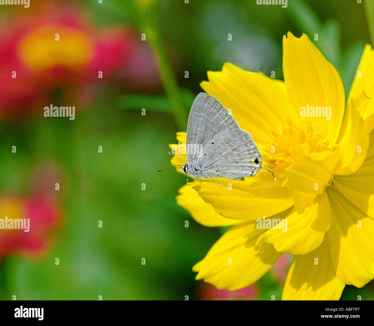 Common Cerulean Butterfly Lycaenidae Jamides celeno adult Stock Photo ...