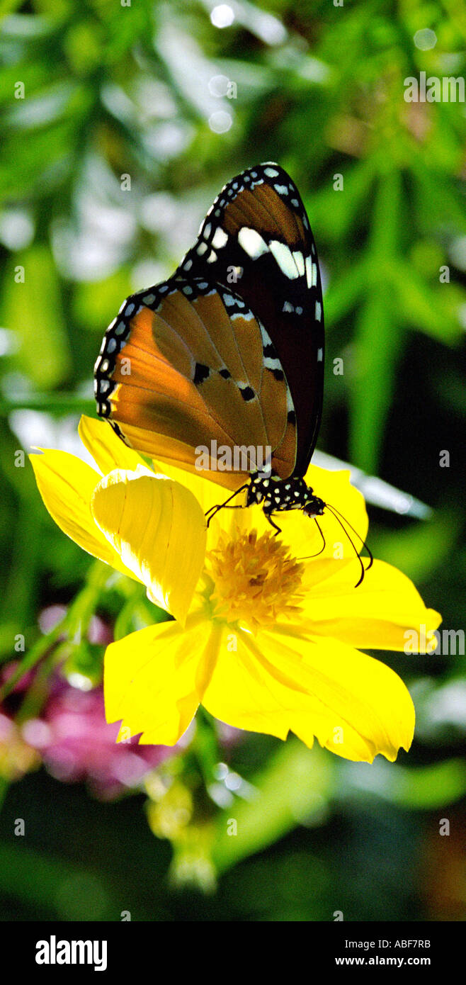 Plain Tiger Danaus chrysippus chrysippus Danais chrysippus Danaidae ...