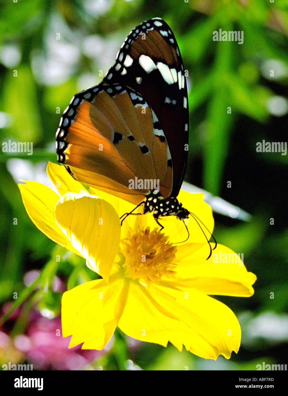 Plain Tiger Danaus chrysippus chrysippus Danais chrysippus Danaidae ...