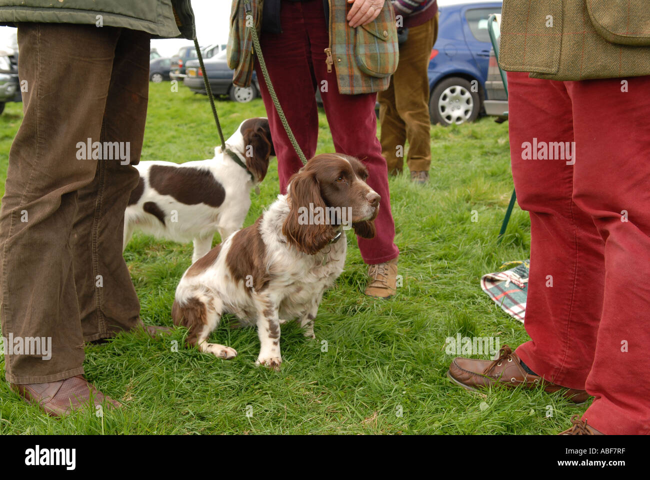 Fox and spaniel hi-res stock photography and images - Alamy