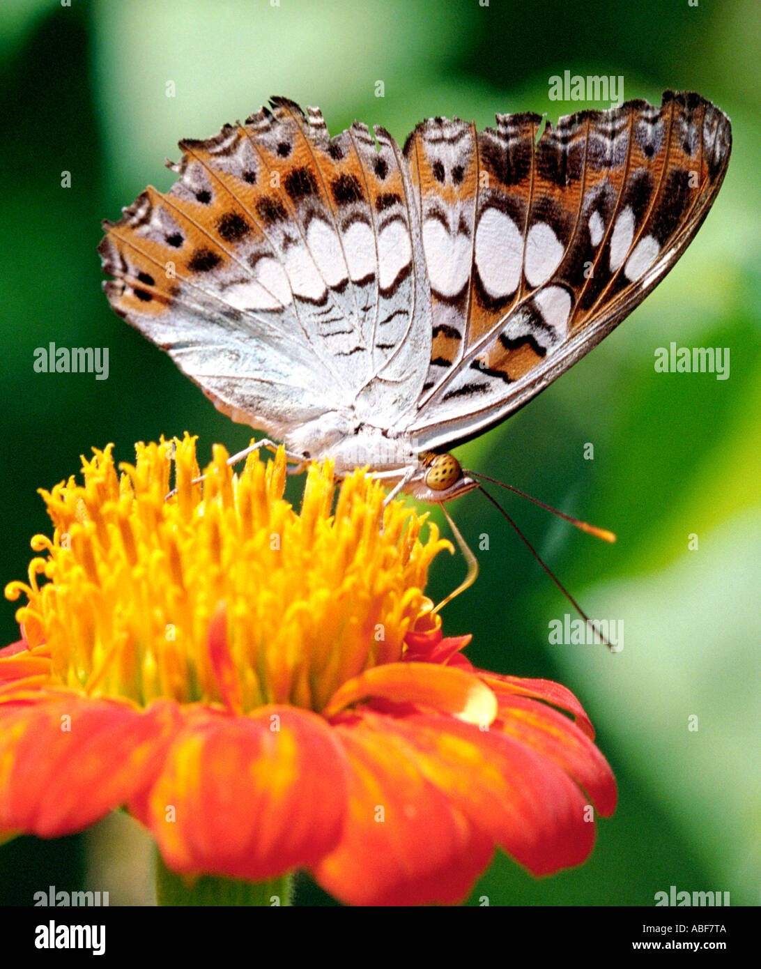 Commander butterfly Moduza procris Limenitis procris Lymphalidae Stock ...