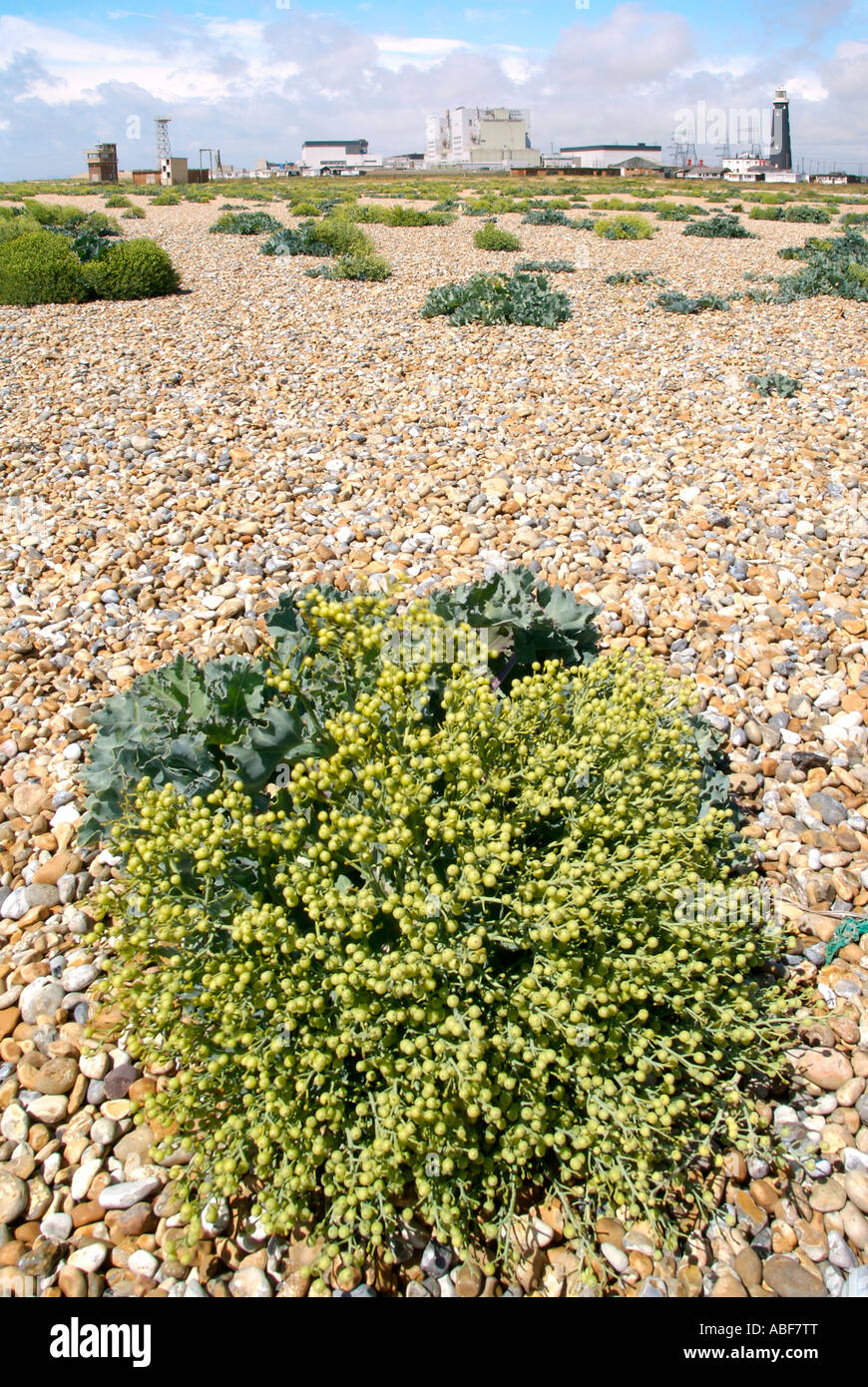 Dungeness kent power station sea kale landscape hi-res stock ...
