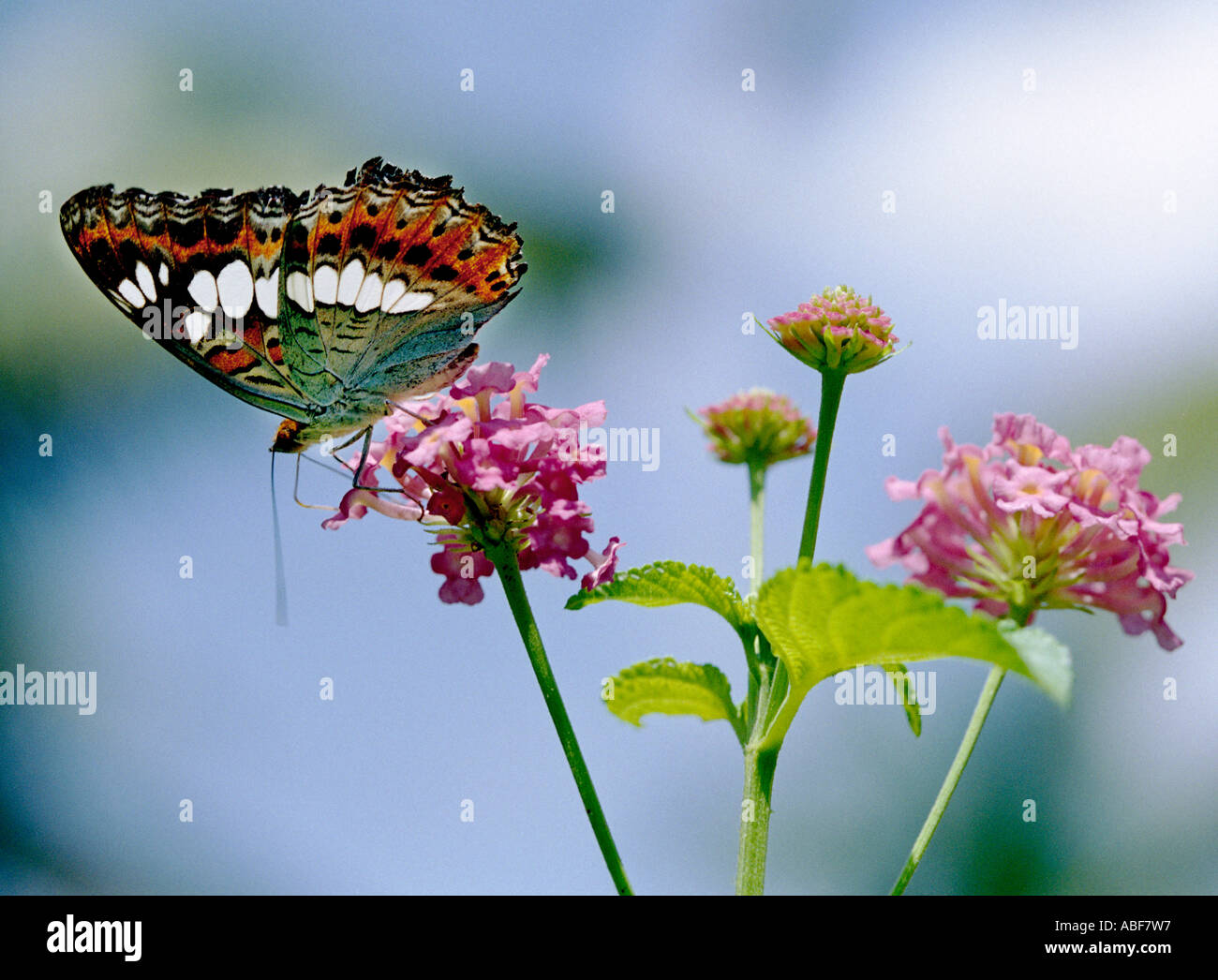 Commander butterfly Moduza procris Limenitis procris Lymphalidae on ...